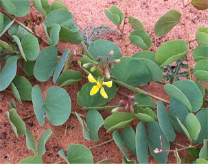 Domestication of Marama Bean in Arid Namibia: Challenges and ...
