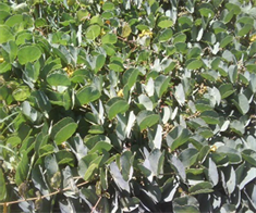 Domestication of Marama Bean in Arid Namibia: Challenges and ...