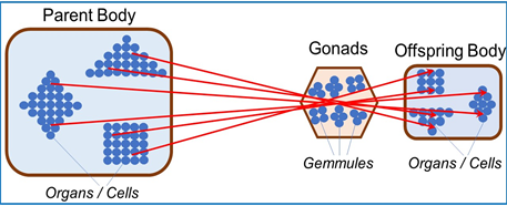 Donation and Acceptance in Biological Inheritance: The Long Path from ...