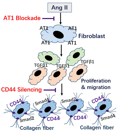 Antagonism of Angiotensin II AT1 Receptor and Silencing of CD44 Gene ...