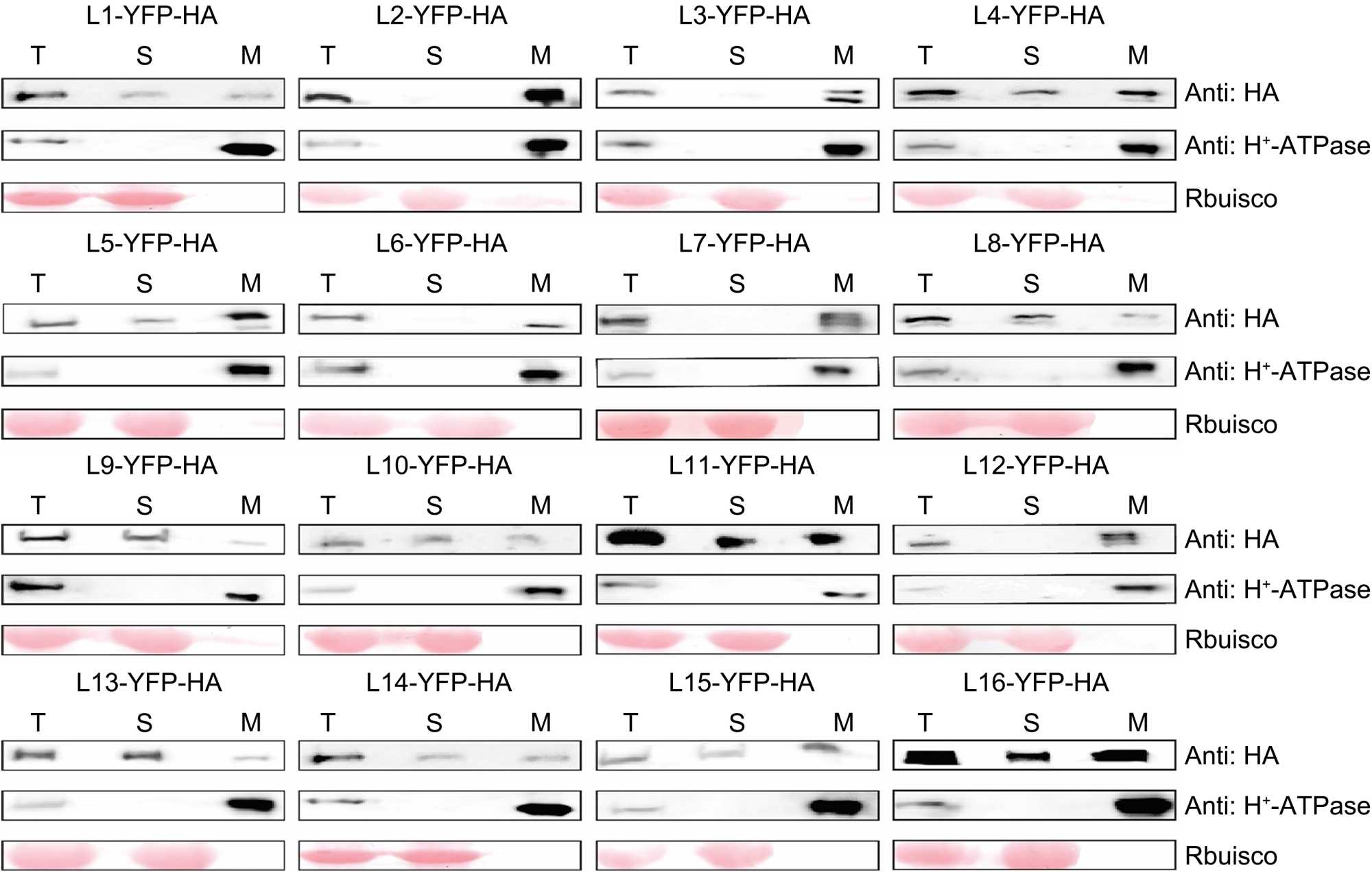 Dissecting Multiple Arabidopsis CC-NBS-LRR Proteins Structure and ...
