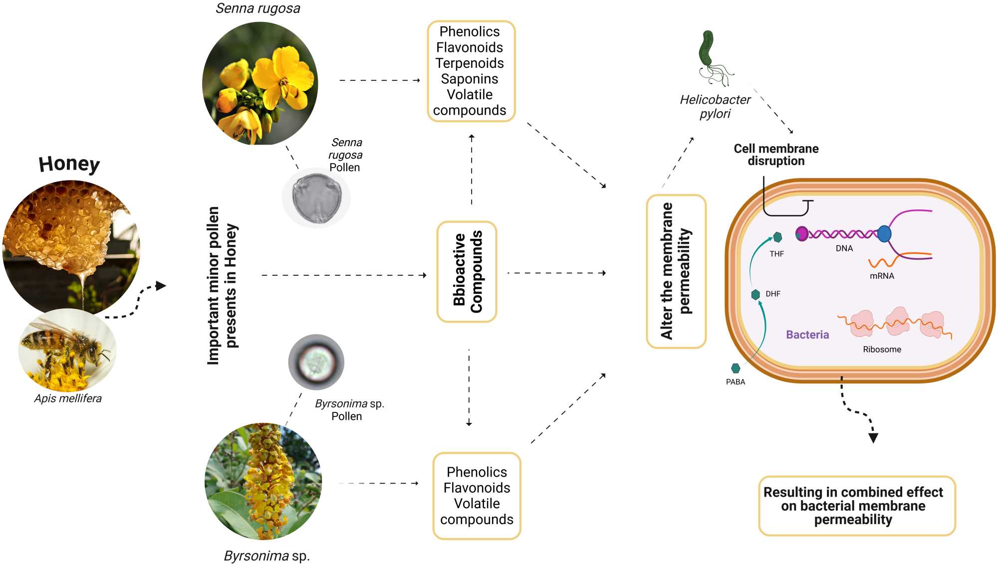 Combined Effect of Honey from Central West Brazil on Bacterial Membrane ...