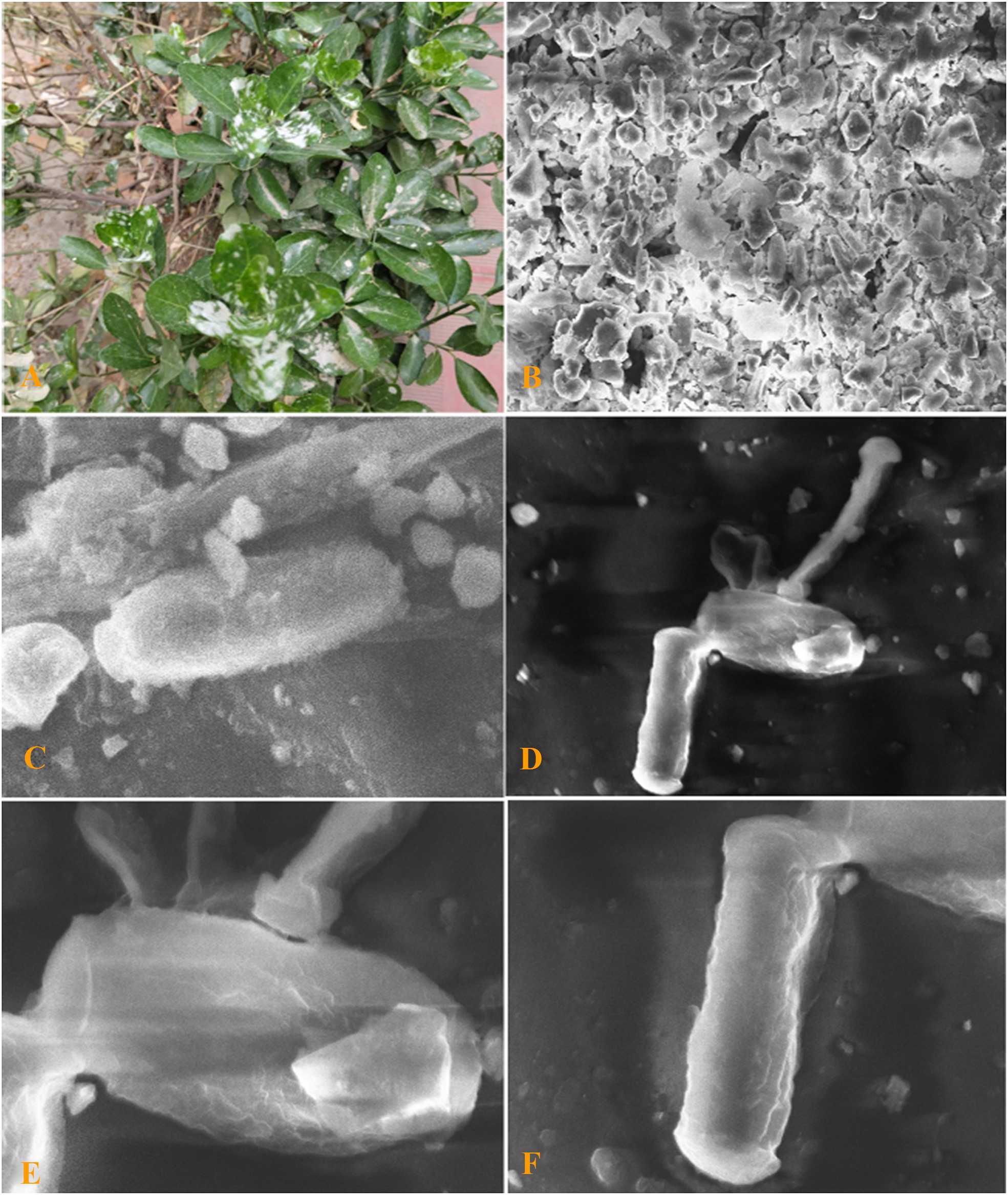 Conidiophores Conidial Fungi An Overview | ScienceDirect Topics