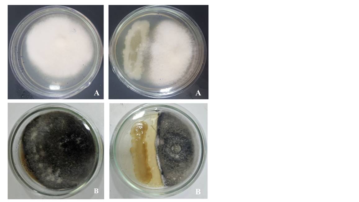 Influence of Bacillus Strains on Biophysiological Processes in Plants