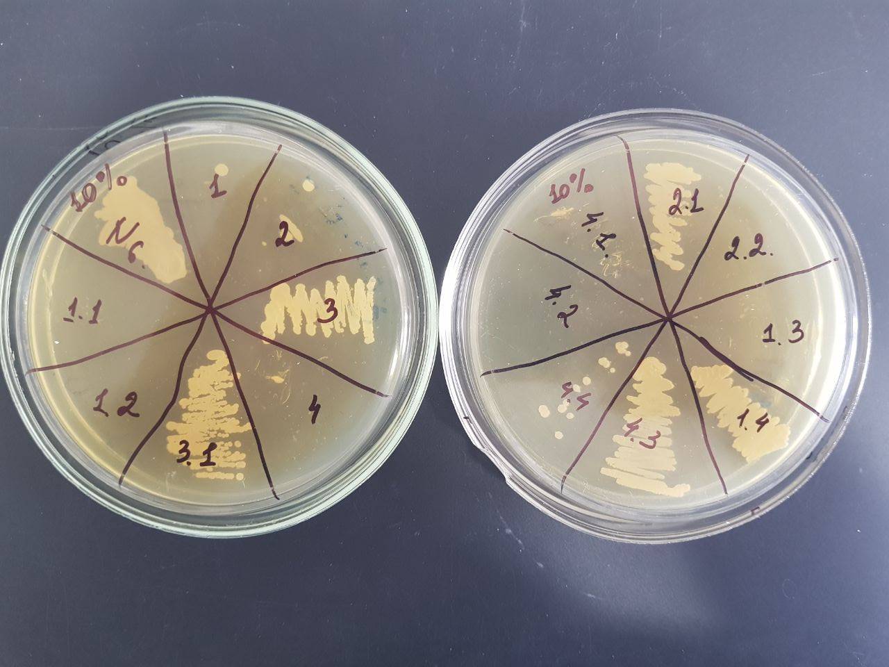 Influence of Bacillus Strains on Biophysiological Processes in Plants