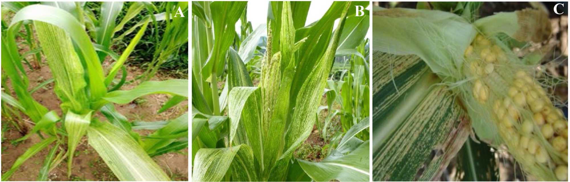 Molecular Identification of Maize Streak Virus in Côte d’Ivoire