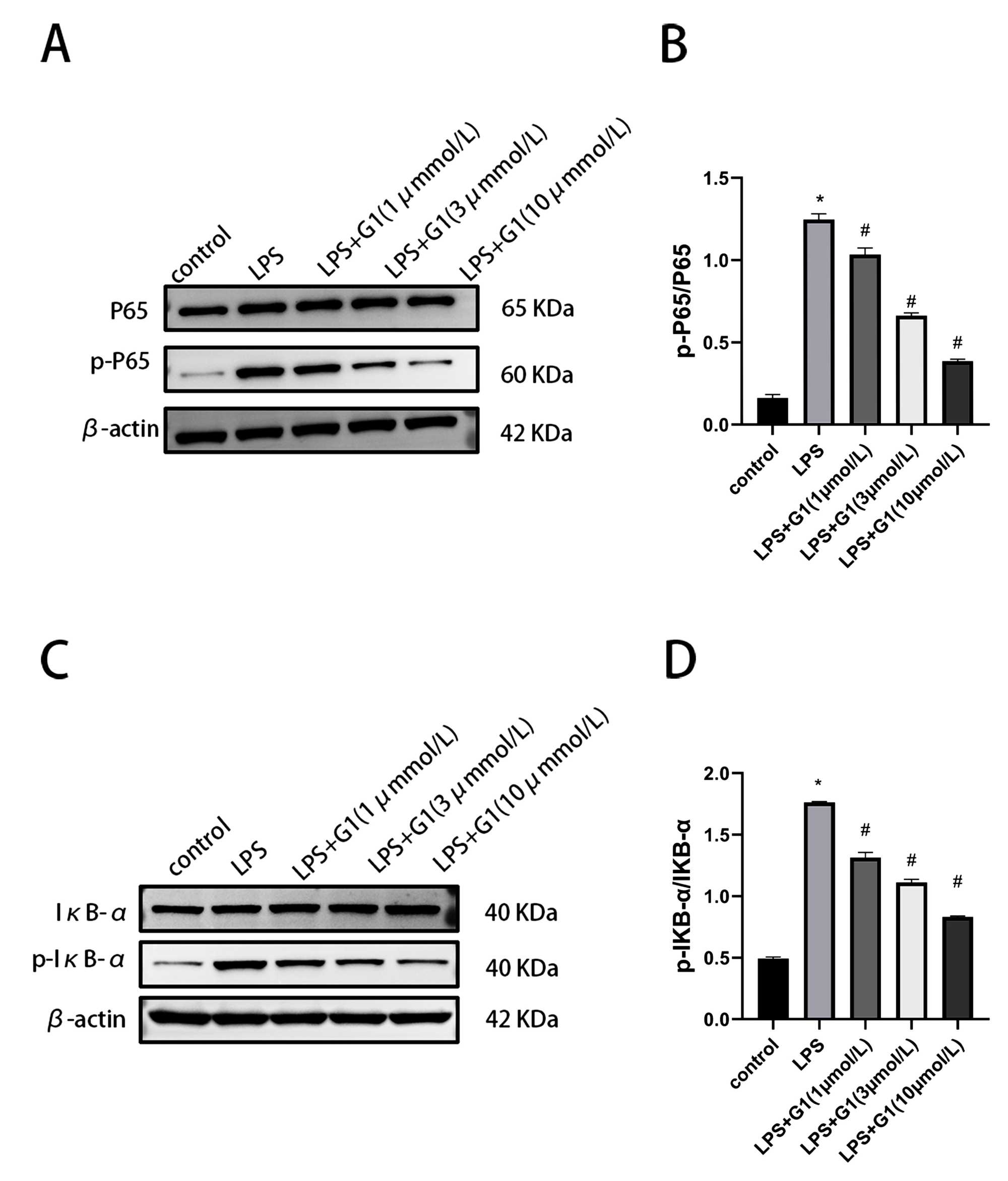 The Role of GPER in Sepsis-Induced Myocardial Cell Damage and 28-Day ...