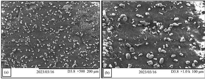 Determination of Egg Shell Structure and Mineral Composition Using SEM ...