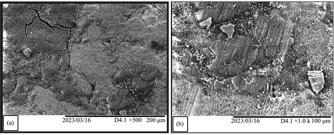 Determination of Egg Shell Structure and Mineral Composition Using SEM ...