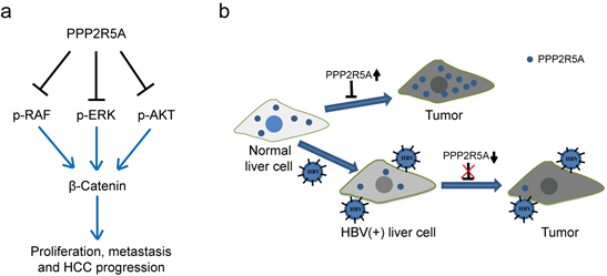 HBV Infection Promotes the Occurrence and Development of Hepatocellular ...