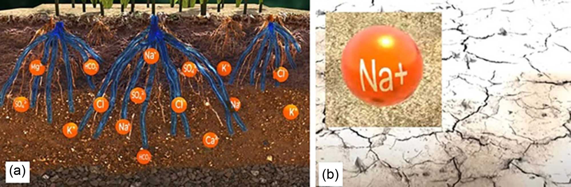 Different Approaches to Reduce Salinity in Salt-Affected Soils and ...