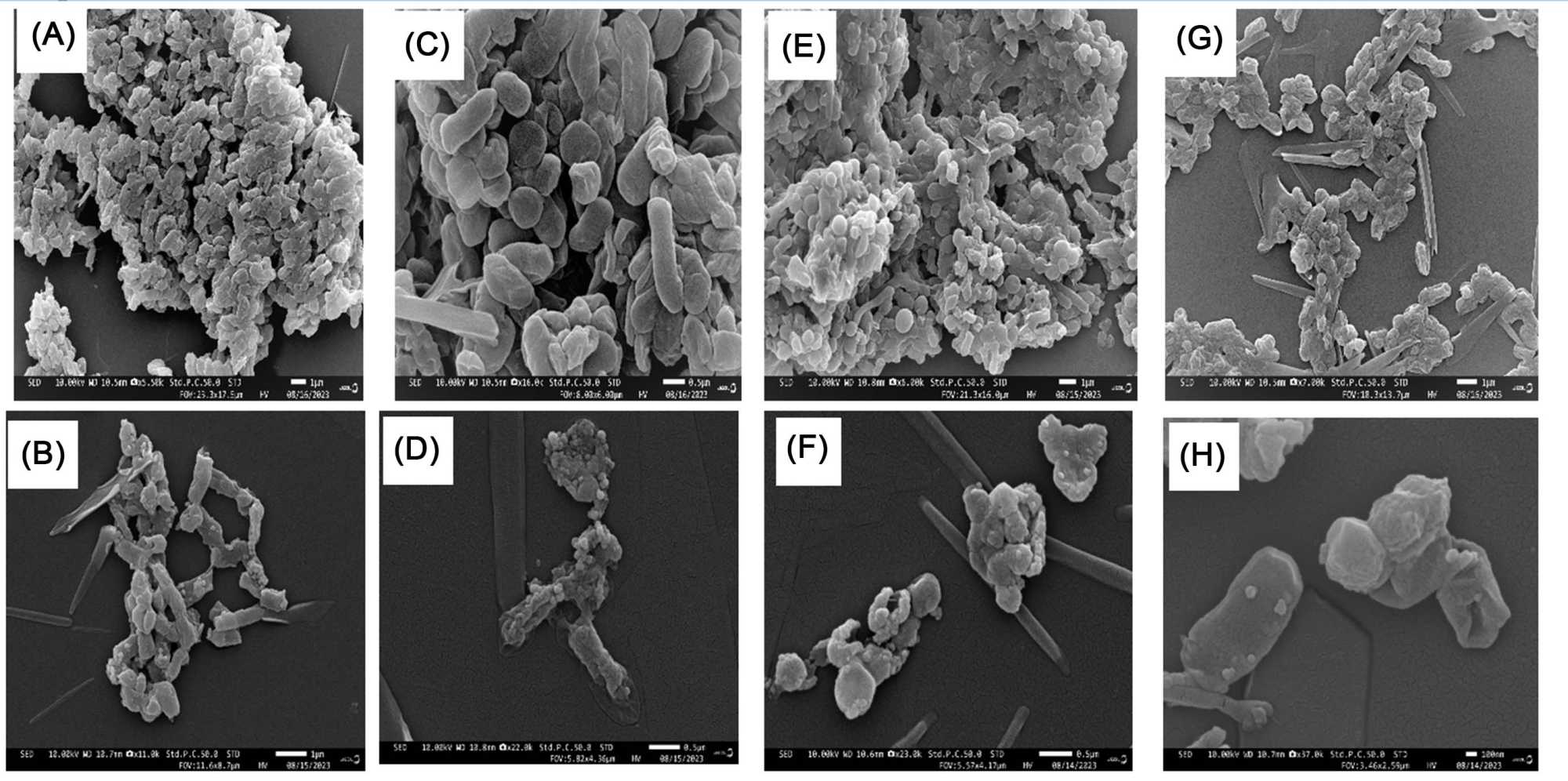 Rapid Green Synthesis of Silver Nanoparticles by Reishi and Their ...