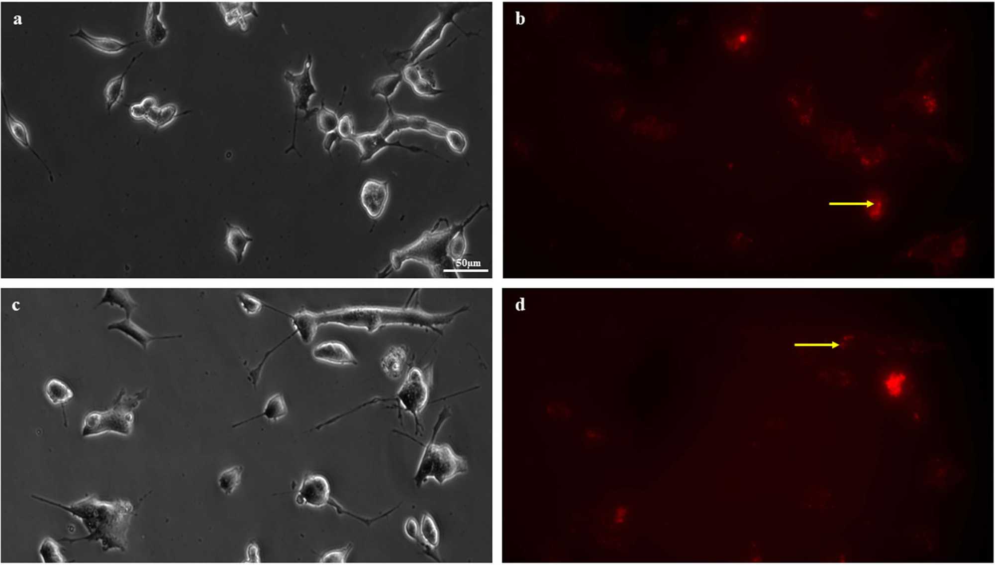 Cryopreserved Fibroblast and Mesenchymal Stem Cells (MSCs) Being Alternative Mitochondrial ...