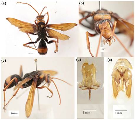 Molecular Phylogeny, Species Delimitation and Taxonomic Revision of the ...