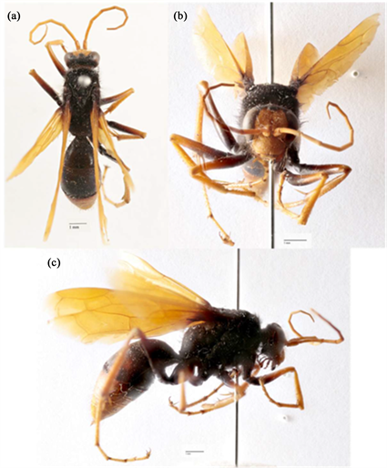 Molecular Phylogeny, Species Delimitation and Taxonomic Revision of the ...
