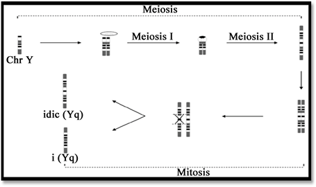 Isodicentric Ychromosome: Case Study