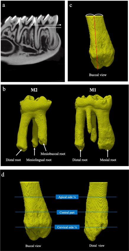 Loss of Masticatory Function Affects Morphology of the Tooth Root in Rats