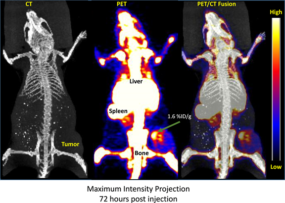 Labeling of Anti-SAS1B with Zirconium-89 as a Novel Immune-PET Probe ...