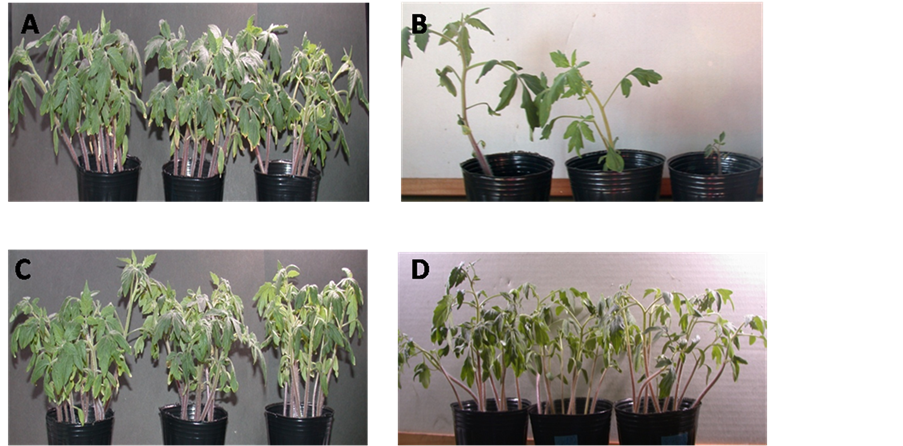 Biocontrol of Rhizoctonia solani K1 by Iturin A Producer Bacillus ...