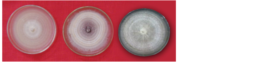 Genetic Diversity of Fusarium solani f. sp. cucurbitae, the Causal Root ...