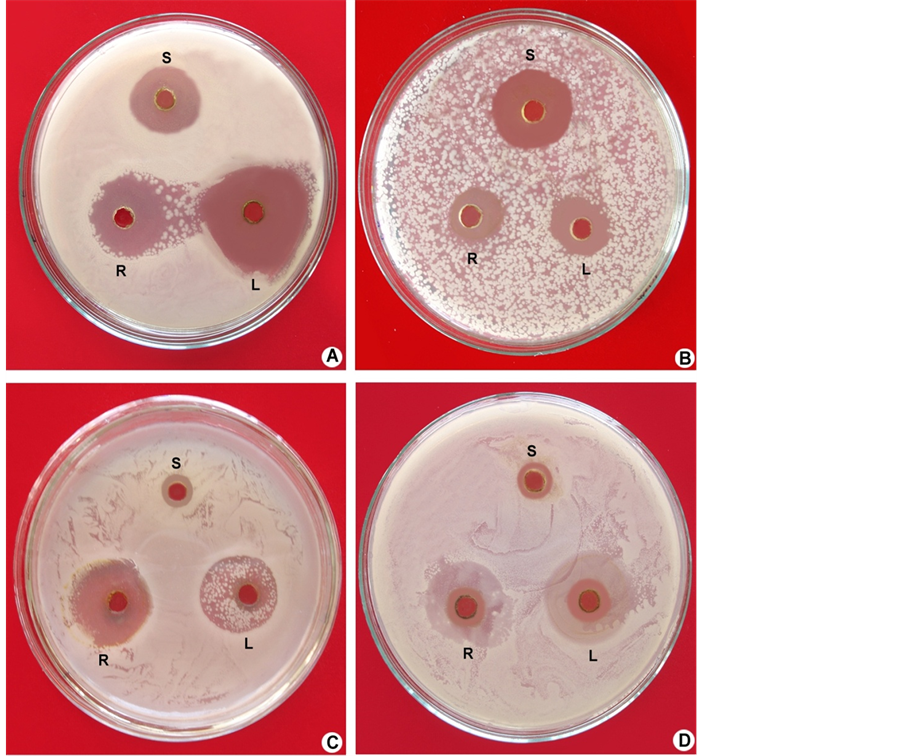 Phytochemical Evaluation And In Vitro Antibacterial Activity Of