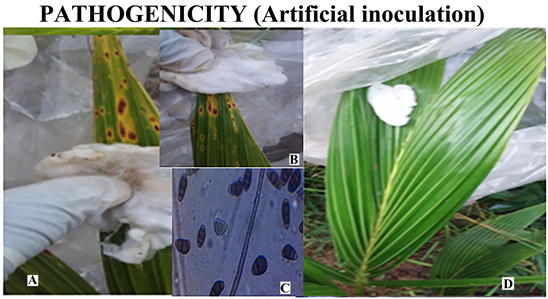 First Report of Curvularia pseudobrachyspora Causing Leaf Spots Disease ...
