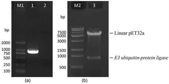 Antiserum Preparation and Specific Detection of Banana RING-E3 ...