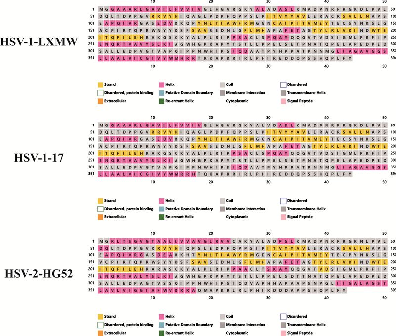 Novel Functional Motifs of the Cell Entry Glycoprotein D for Oncolytic ...