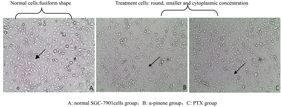 Inhibitory Effect Of α Pinene On Sgc 7901 Cell Proliferation And The