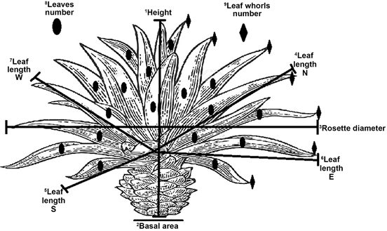 Morphological Characterization of Agave tequilana Weber Variety azul ...