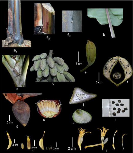 Diversity and Distribution of Wild Musa in Nagaland, India