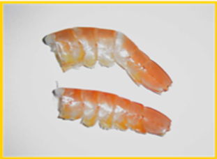 Acellular Mineralized Exoskeleton Shrimp (MES): A Natural Source of ...
