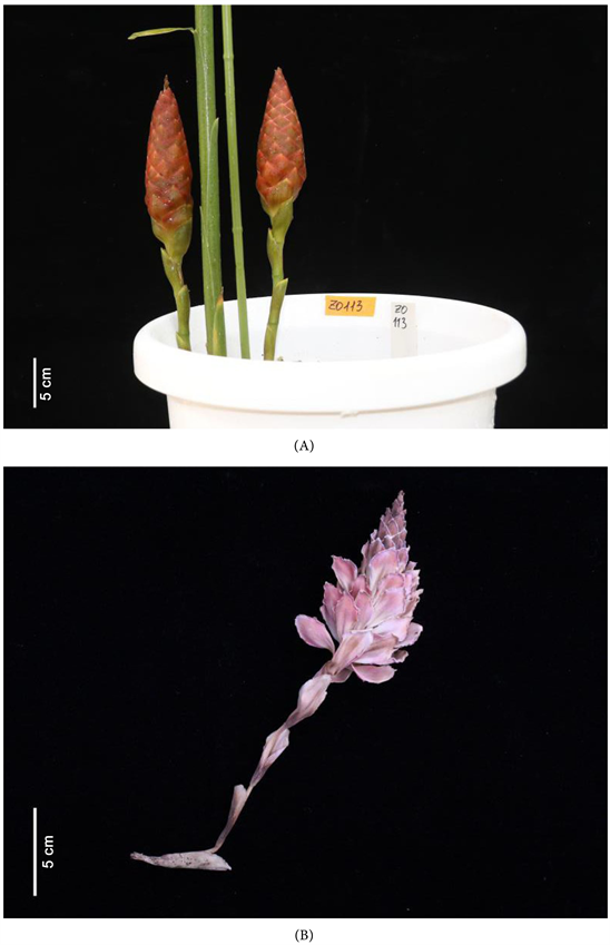 Description of Flower Biology of Under-Exploited Species, Zingiber ...