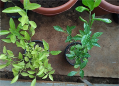 Selection of Tolerant of Some Citrus Hybrids F1 to Calcareous Stress and Identification Sexuall ...