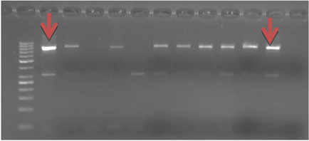 Selection of Tolerant of Some Citrus Hybrids F1 to Calcareous Stress and Identification Sexuall ...