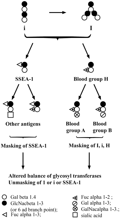 Tumor-Specific Histo-Blood Group Antigens: Apropos of Two Cases