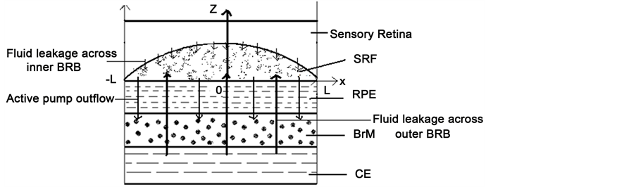 Mathematical Modeling of Exudative Retinal Detachment