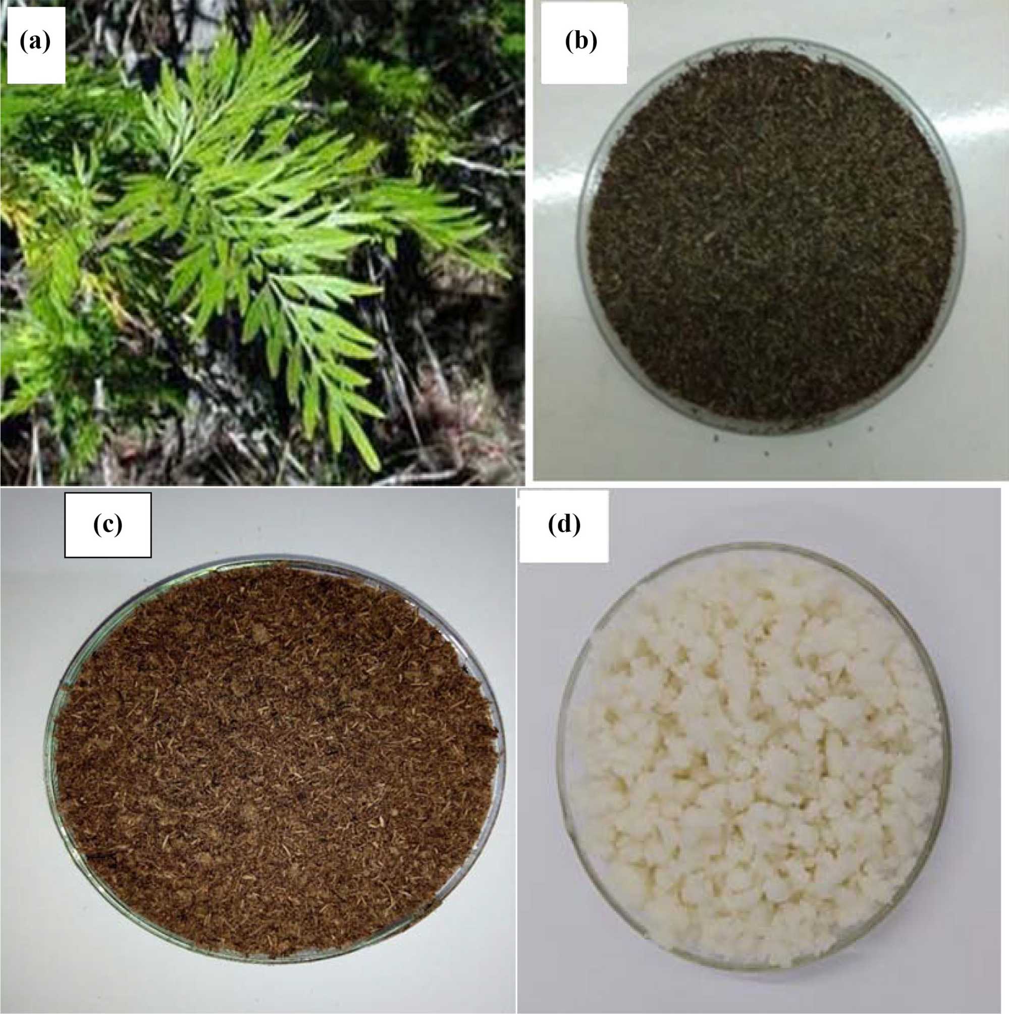 Optimization and Characterization of Cellulose Extraction from ...