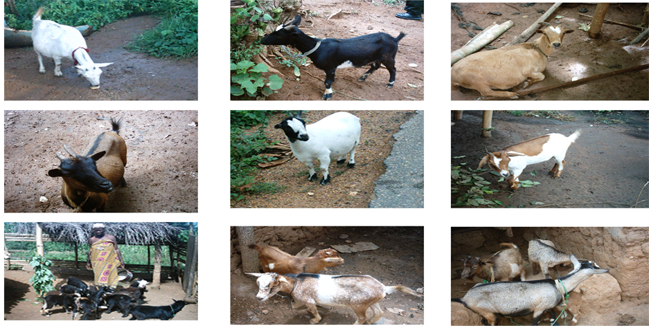 Phenotypic Characterization and Strategies for Genetic Improvement of ...