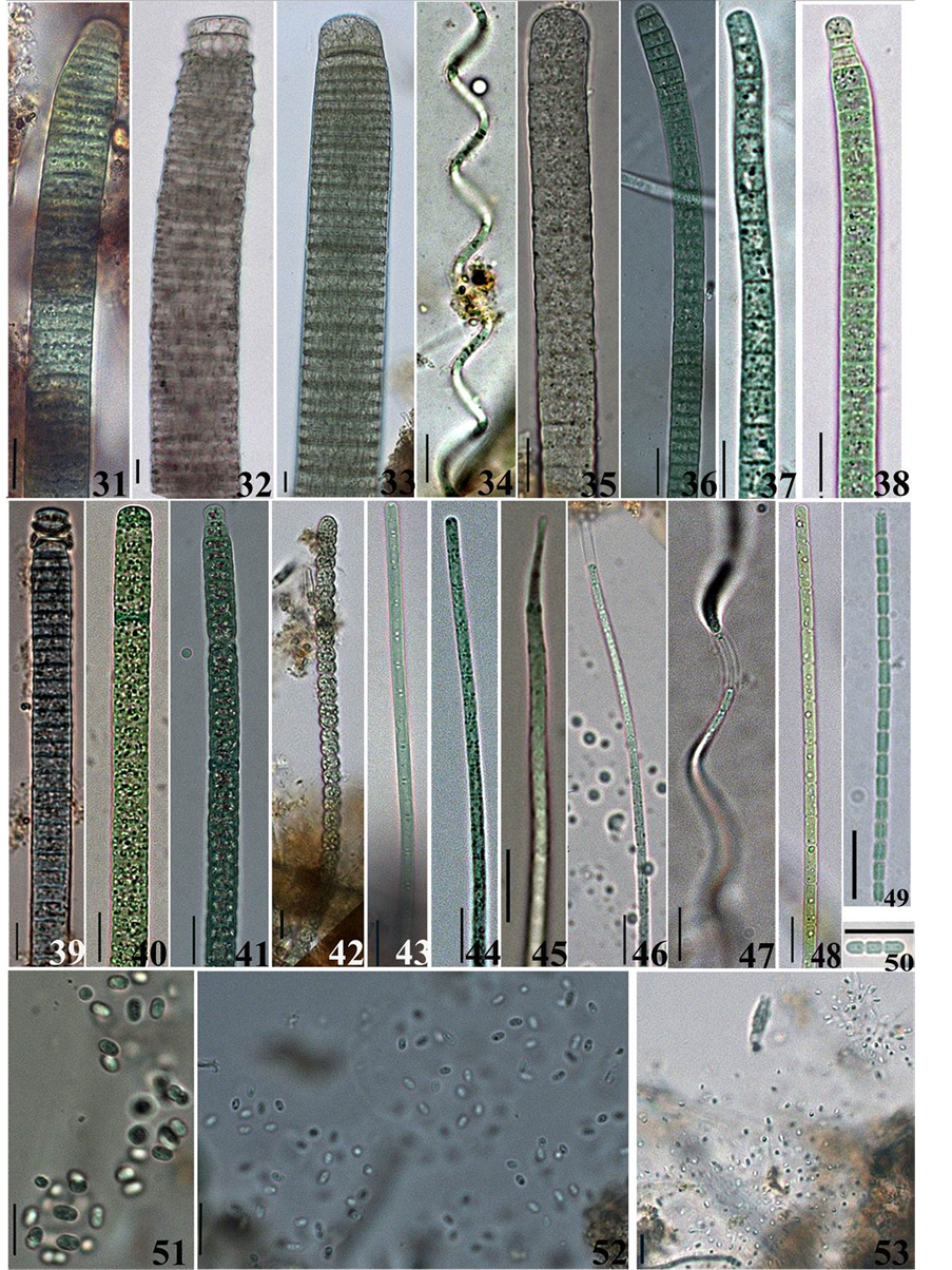 Characteristics and Diversity of Cyanobacteria in Periphyton from ...