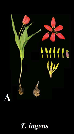 Analysis of the Distribution of Tulipa fosteriana and Tulipa ingens ...