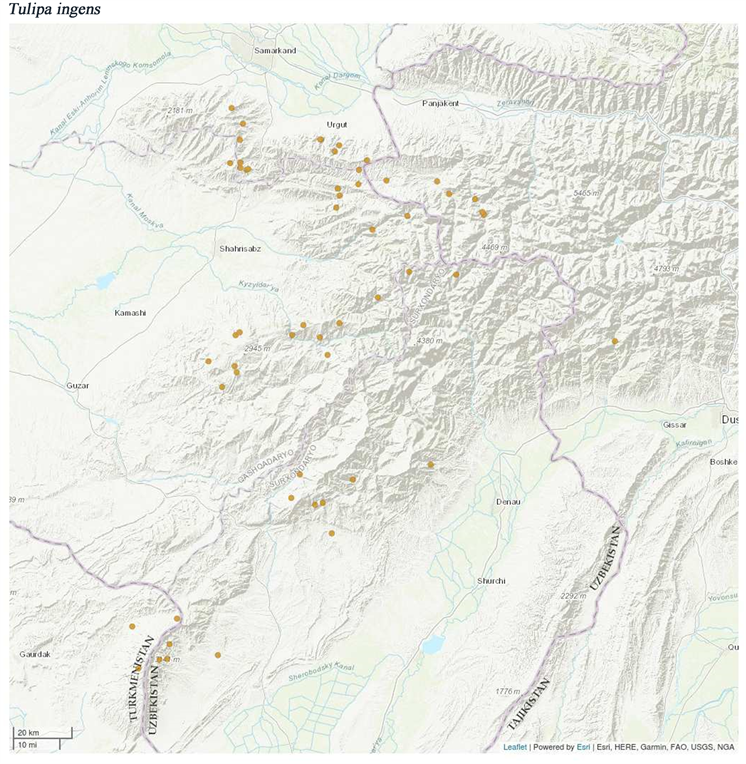 Analysis of the Distribution of Tulipa fosteriana and Tulipa ingens ...
