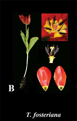 Analysis of the Distribution of Tulipa fosteriana and Tulipa ingens ...