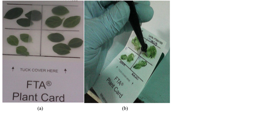 Comparative Optimized Protocols of DNA Extraction and Purification Using FTA PlantSaver Card and ...