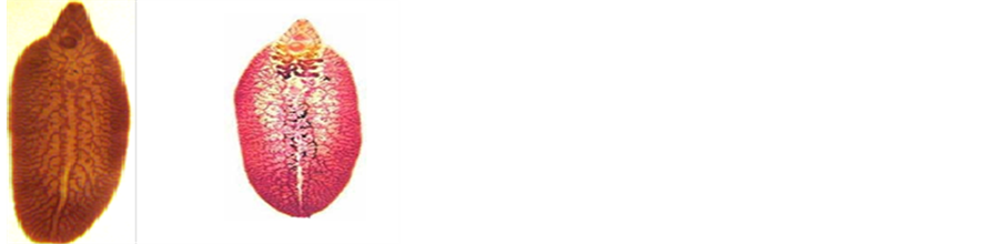 A Review on Ruminant Fasciolosis