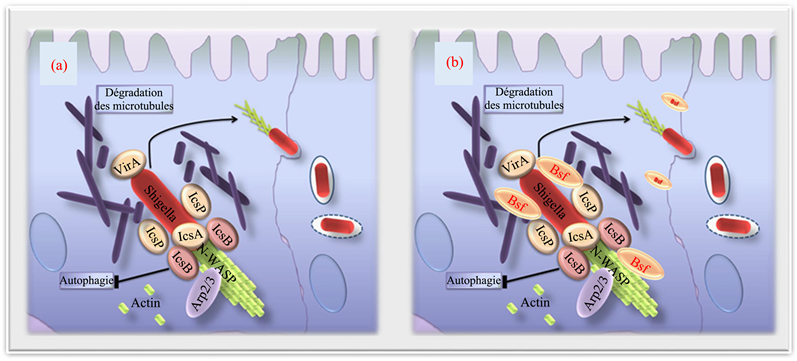 Shigella Strain Has Developed Non-Studied Pathogenicity Mechanisms of ...
