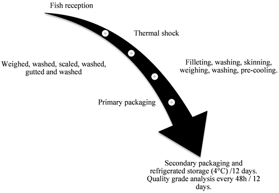 Analysis of the Degree of Quality of Fish Fillet in Refrigeration