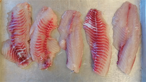Analysis of the Degree of Quality of Fish Fillet in Refrigeration