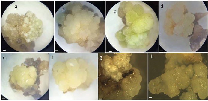 Plant Regeneration through Indirect Organogenesis in Two Cultivars of ...