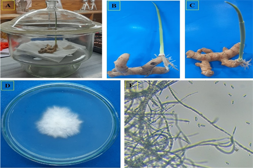 First Report on Rhizome Rot Disease of Curcuma longa Caused by Fusarium ...